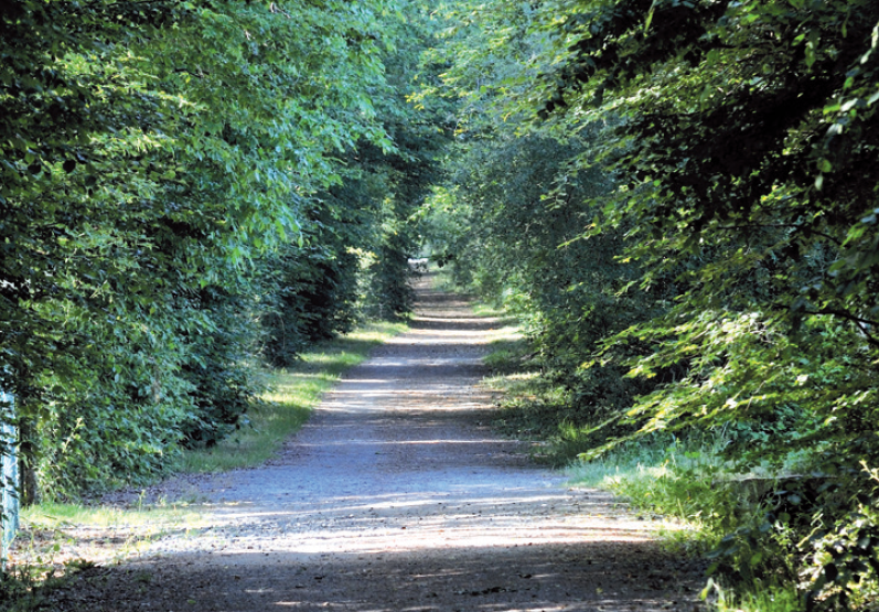 Du lac de Ribou à l'étang des Noues - Randonnées pédestres à CHOLET