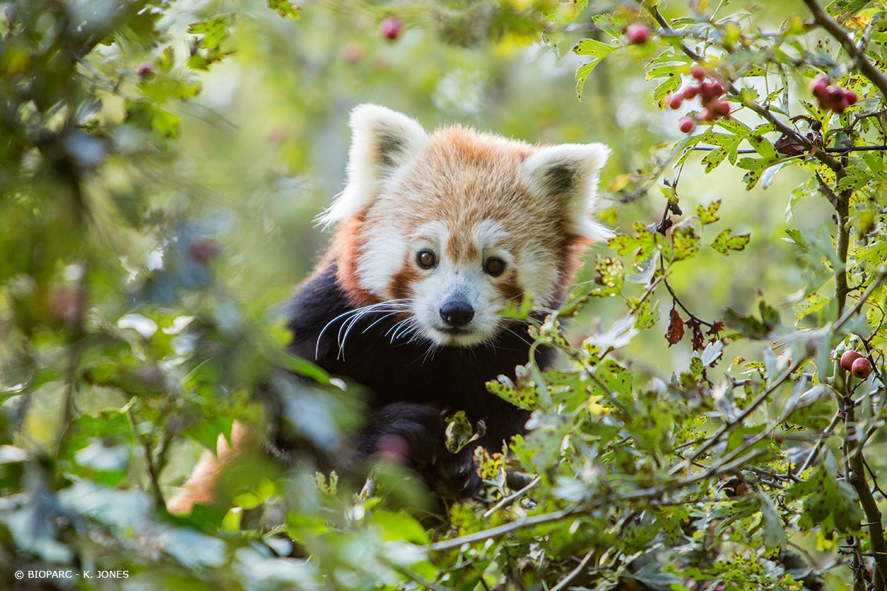 Mission : protection des espèces menacées ! - © Bioparc