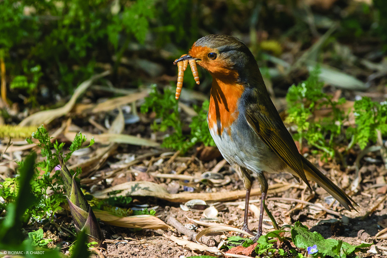 Mission : protection des espèces menacées ! - © Bioparc